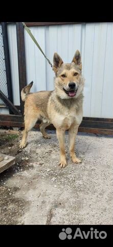 Охранник для Вашей семьи