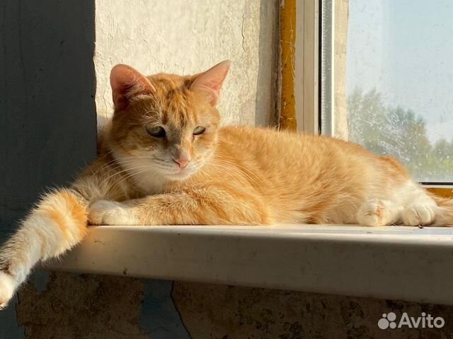 Кошечка Веста ищет дом