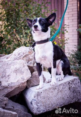 Маленькая собачка ищет дом