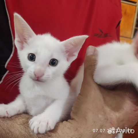 Ориентальная кошка