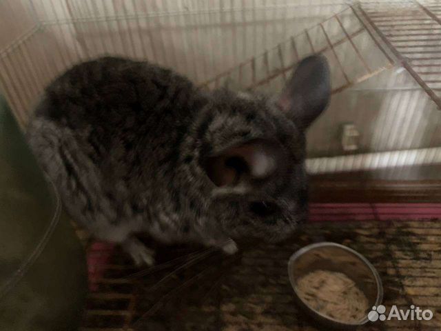 Серебристая шиншилла