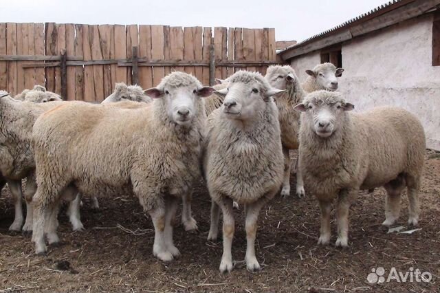 Овцы бараны