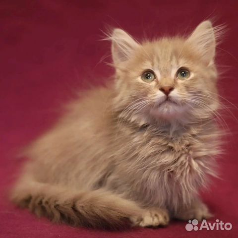 Котёнок породы Манчкин