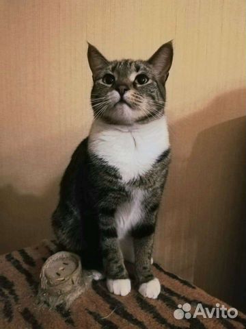 Мари в добрые руки