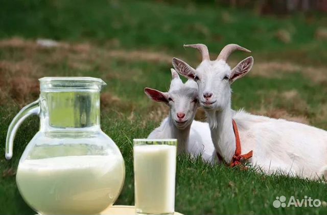 Продам козье молоко, дойных коз и козлят
