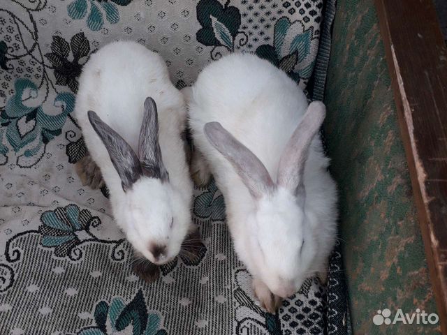 Кролик мясной
