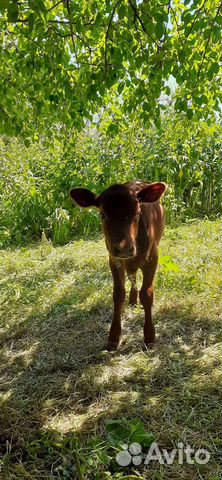 Продаю телят