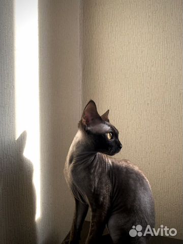 Девон-рекс вязка