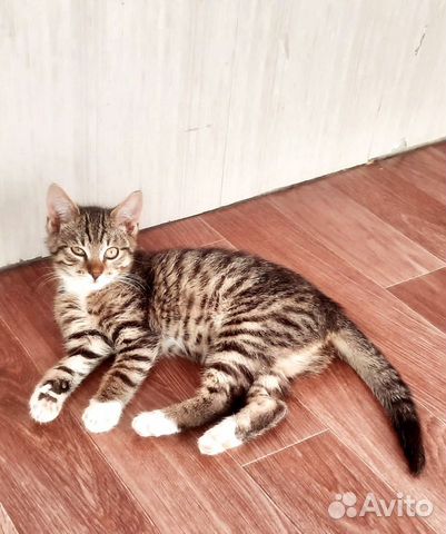 Котенок мальчик в добрые руки