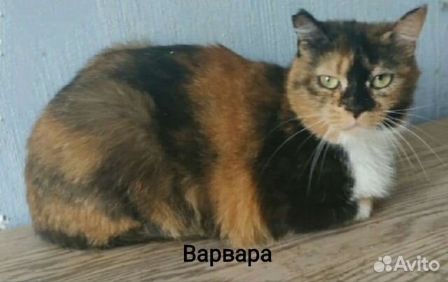 Кошка в дар бесплатно