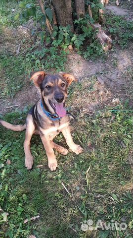 Отдам бесплатно щеночка Фунтика