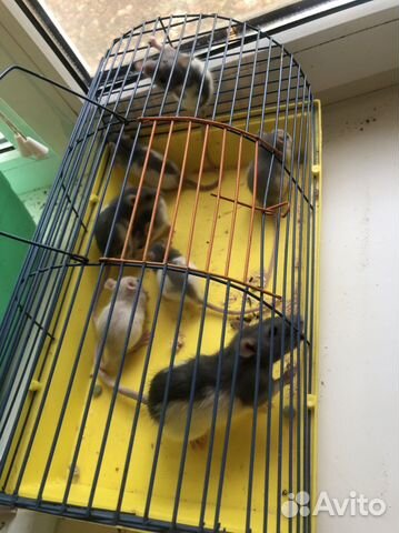 Крысята с клеткой