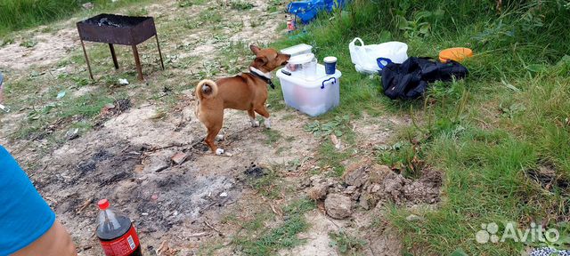 Бассенджи в добрые руки