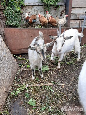Козочка 5 мес