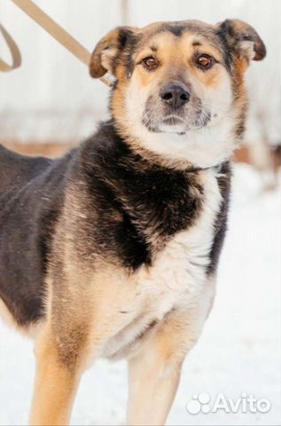 Собака Джем принесет счастье в новом году