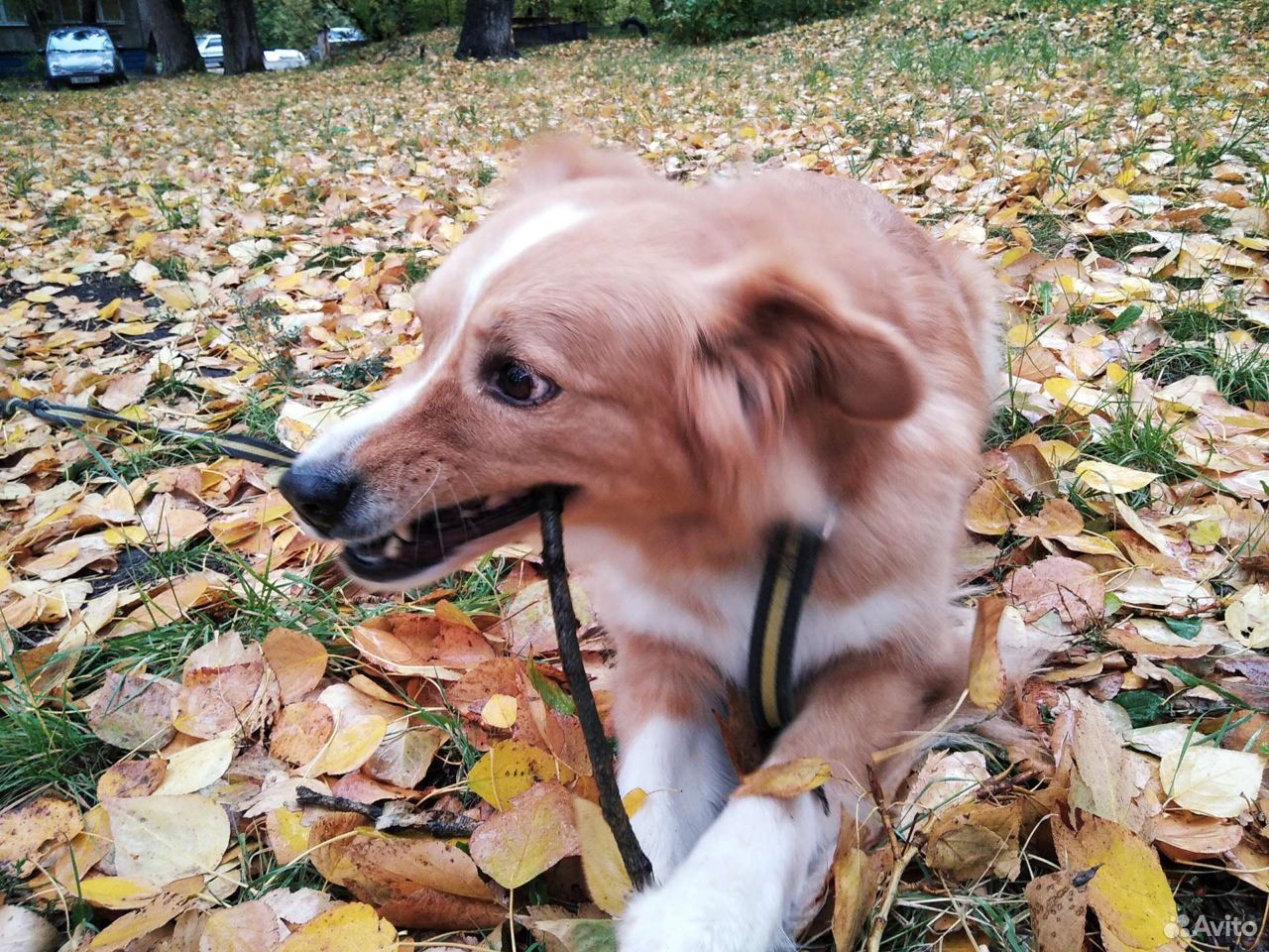 Английская овчарка Дина ищет новый дом