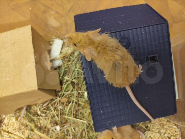 Мышь декоративная рекс текстель