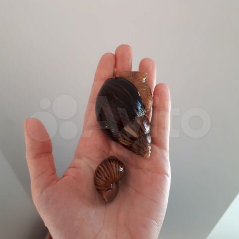 Улитки ахатины