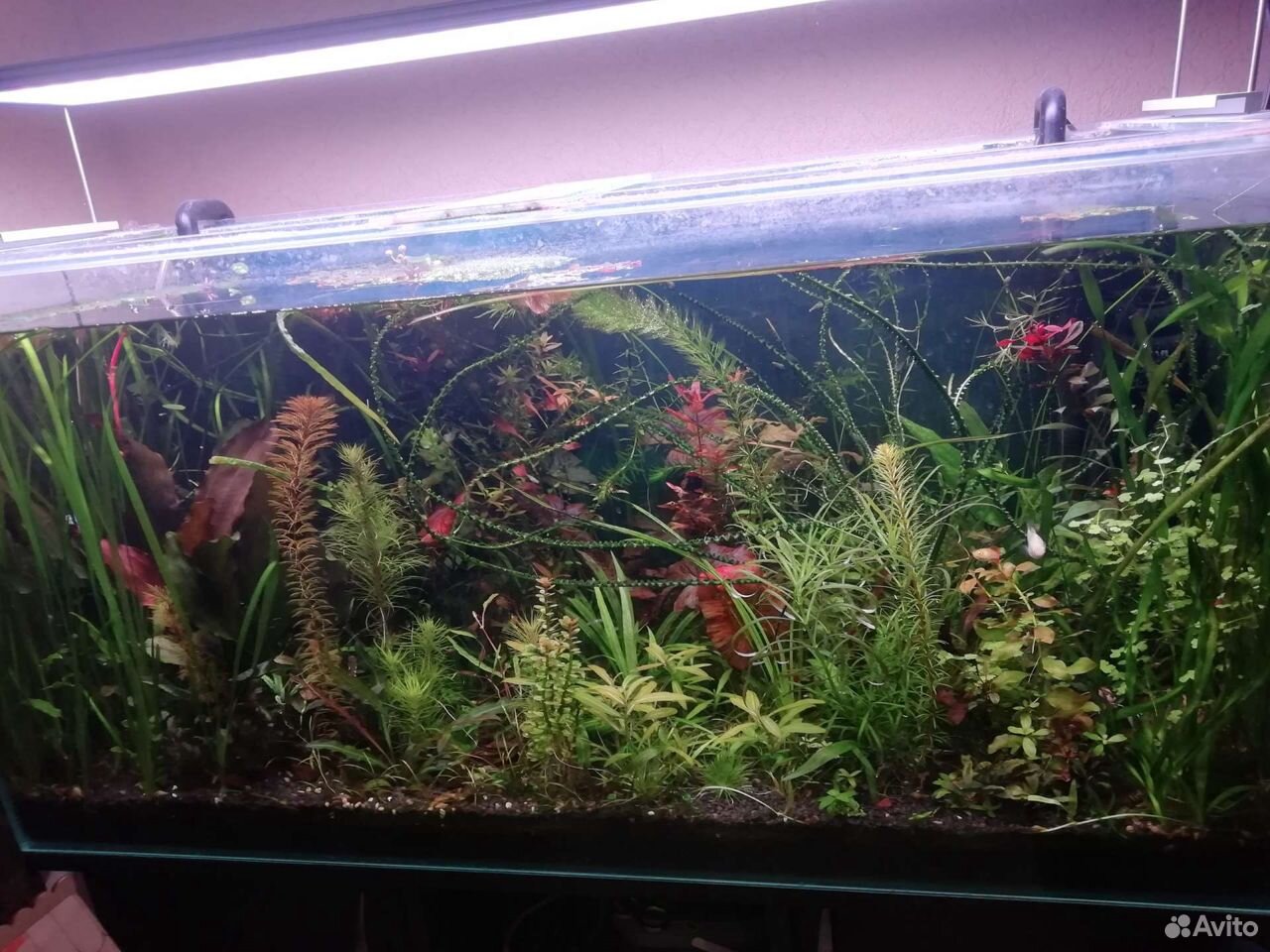 Аквариум