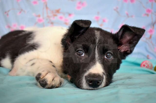 Щенок Кира 3 месяца,маленькая для квартиры или дом