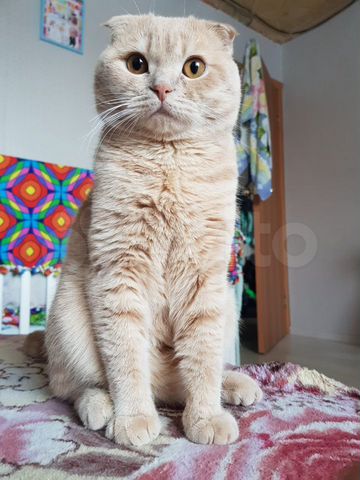 Шотландский Скоттиш Фолд (вязка)