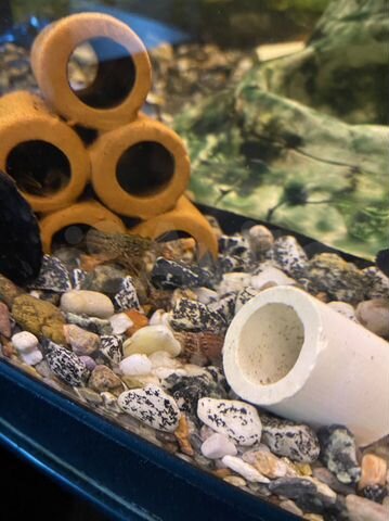 Рак аквариумный