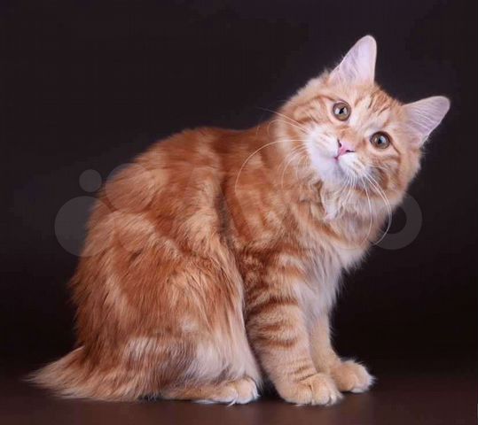 Курильский бобтейл