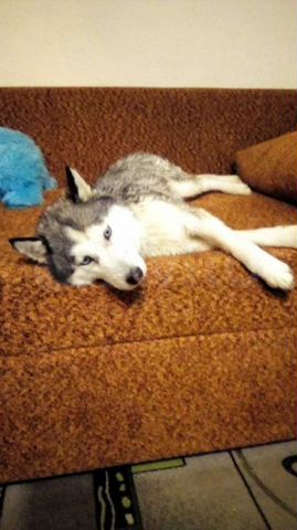 Хаски девочка