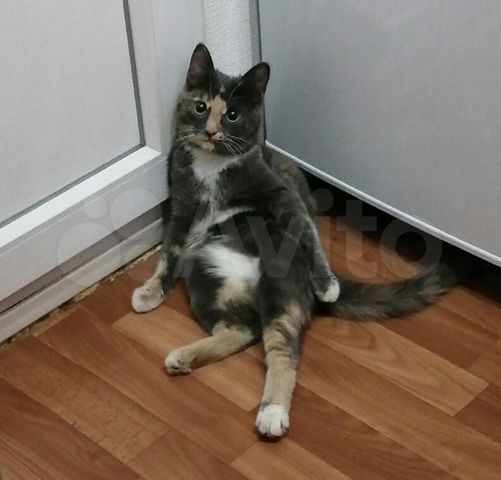 Ищем дом молоденькой кошке