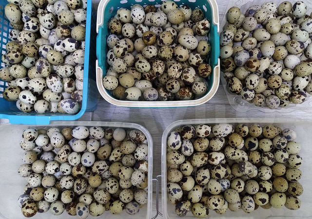 Перепелиное яйцо (столовое и инкубационное)