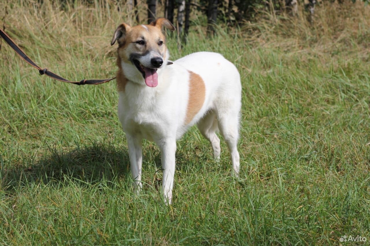 Красивая собака Розочка для детей и семьи в дар