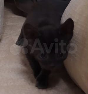 Кошка
