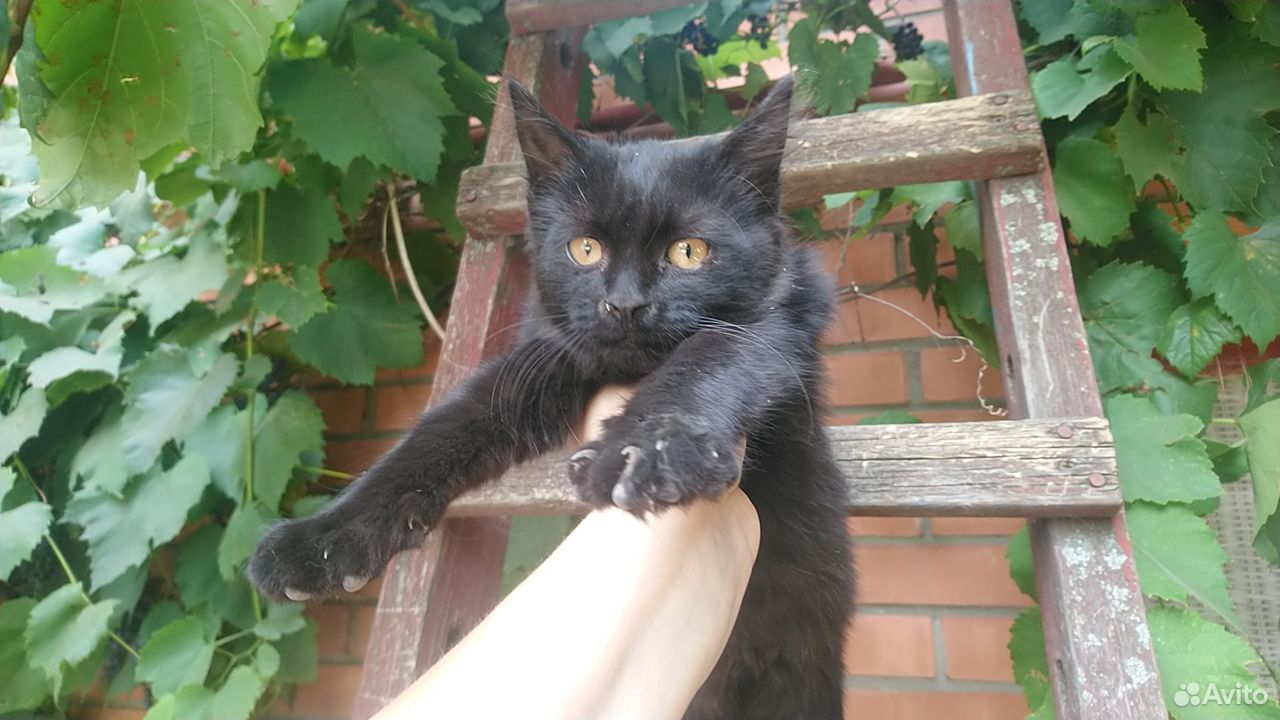 Котенок мальчик