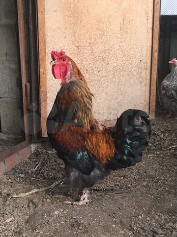 Продаётся петух