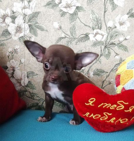 Шоколадный малышок