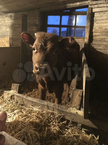 Быки на доращивание