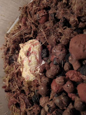 Чакская Рогатка (Ceratophris Cranweilli)