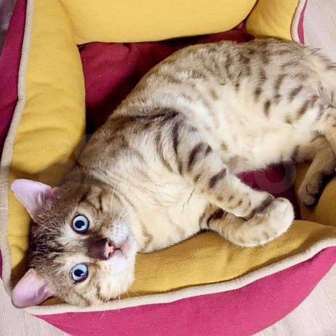 Снежный бенгал в дар