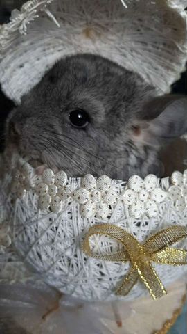 Шиншилла девочка меховой стандарт