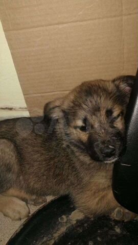 Щенок ищет дом или передержку