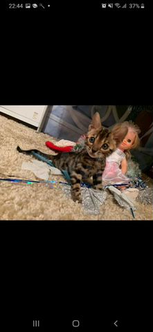 Продам котят бенгалы