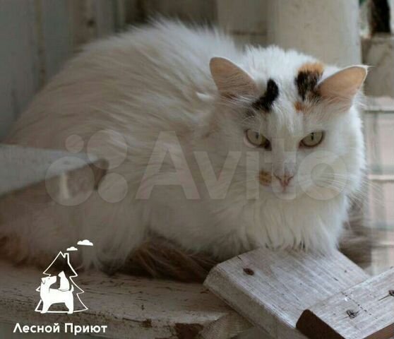 Алиса. Лесной приют