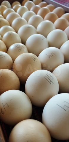 Инкубационное яйцо пушкинских и павловских кур