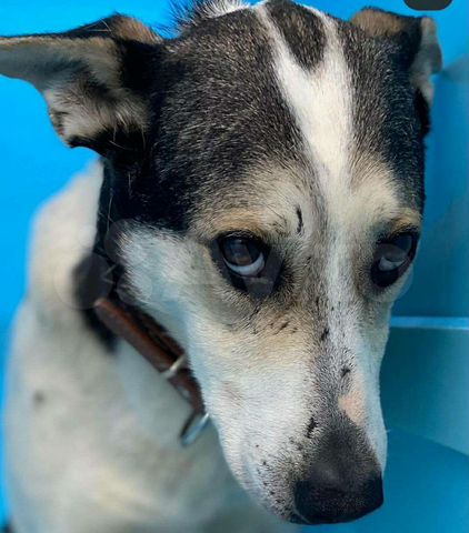 Собака Буся