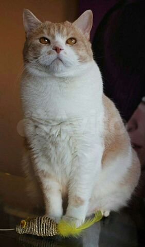 Кот-хомячок в добрые руки