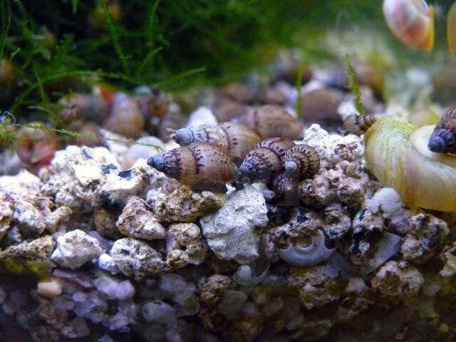 Улитка милания