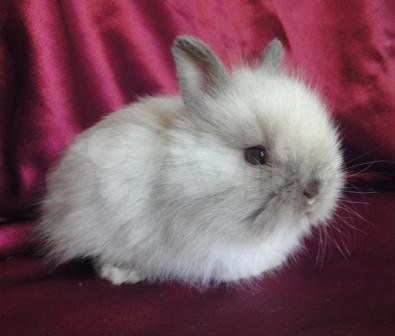 Сиамские карликовые крольчата очень красивые