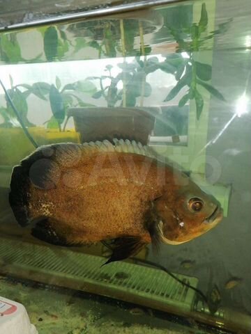 Астронотус