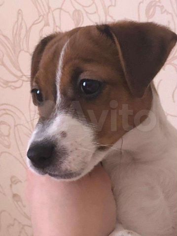 Щенки Джек Рассел терьер