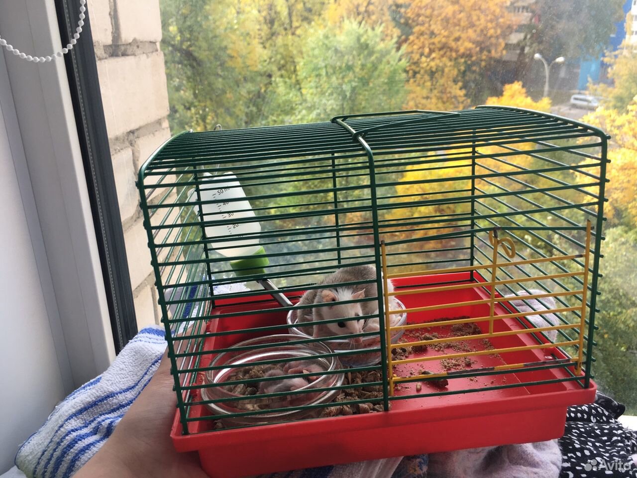 Мышки декоративные